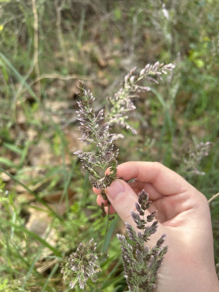 Texas bluegrass from South Lakes Park & Eureka Playground, Denton, TX ...