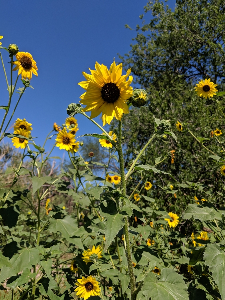 Common Sunflower from 4117 US-83 BUS, McAllen, TX 78501, USA on April ...