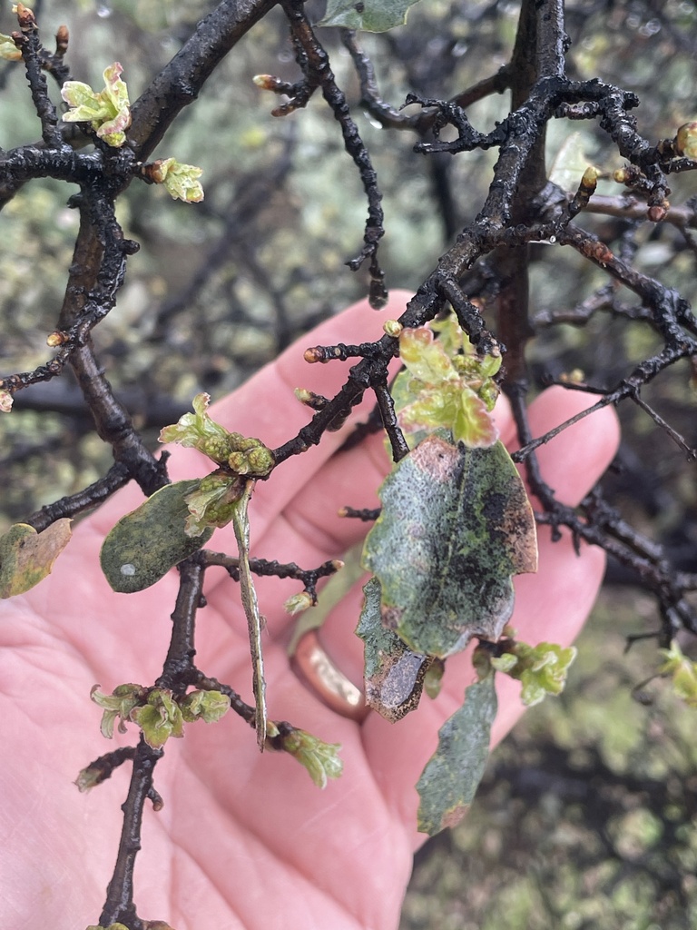 blue oak from Angeles National Forest, Castaic, CA, US on March 23 ...