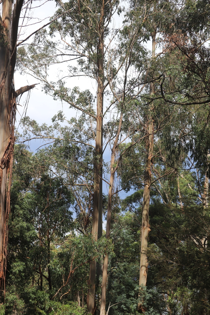 Australian Mountain Ash from Warburton VIC 3799, Australia on March 19 ...