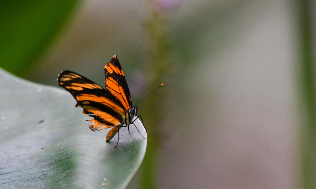 Longwing Crescent from educativo Laguna Bélgica Park, Chiapas 83, 29143 ...