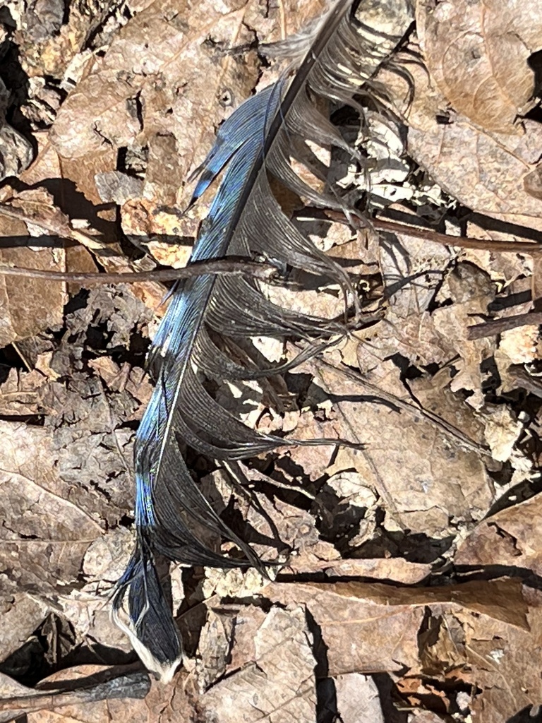 Blue Jay from Bluestem Way, Wentzville, MO, US on March 23, 2024 at 01: ...