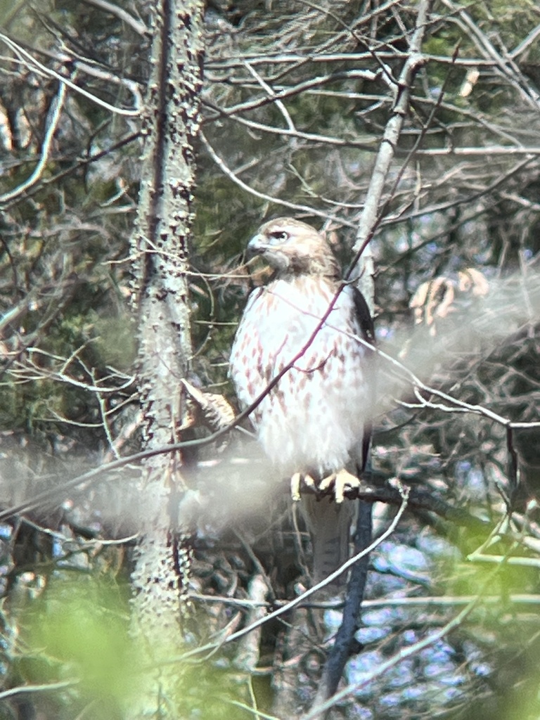Red-tailed Hawk from Bluestem Way, Wentzville, MO, US on March 23, 2024 ...