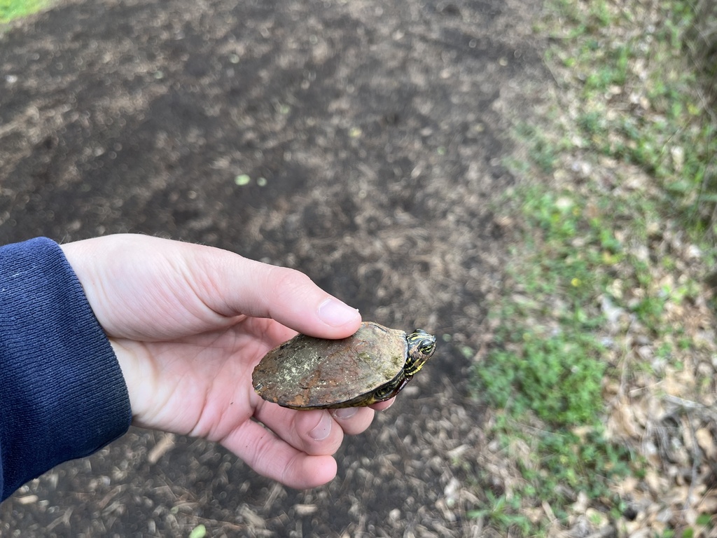 Coastal Plain Cooter in March 2024 by Matthew. Lifer · iNaturalist