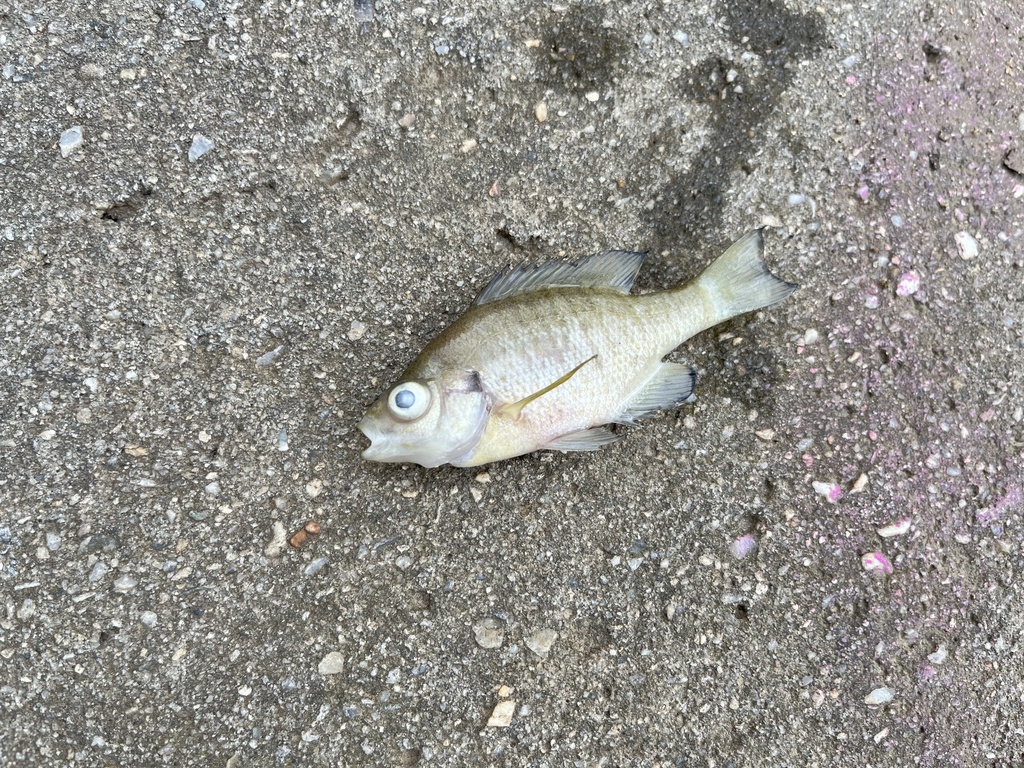 Bluegill in March 2024 by Matthew. Found it floating in a bucket ...