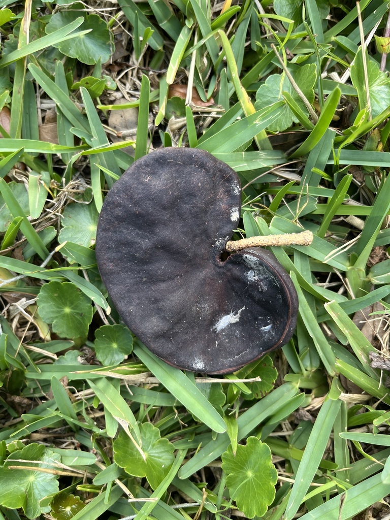 Pacara Earpod Tree in March 2024 by rc6750 · iNaturalist