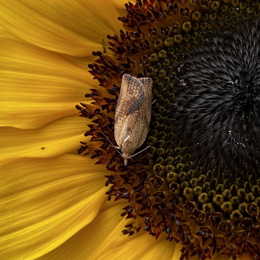 Light Brown Apple Moth from Bungendore, NSW, AU on March 24, 2024 at 07 ...