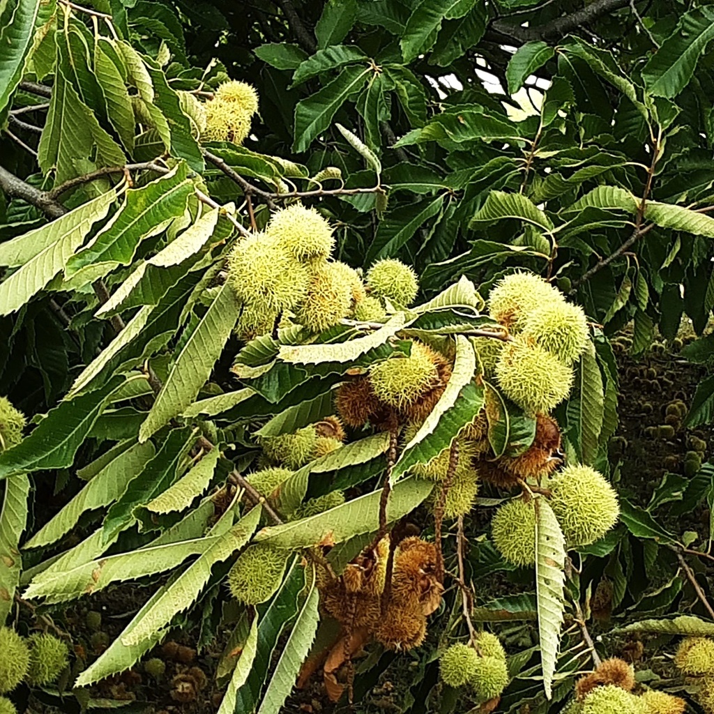 Sweet Chestnut in March 2024 by Chris Jonkers · iNaturalist