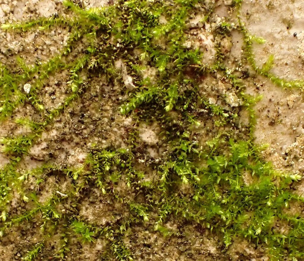 tangled thread moss from Rockdale County, GA, USA on March 23, 2024 at ...