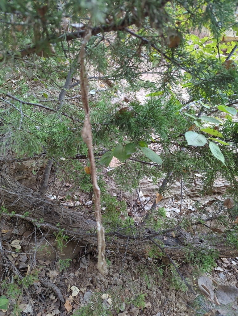 Snakes from South Bend, NE 68058, USA on October 12, 2023 at 11:50 AM ...