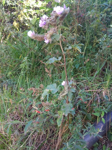Tarasa hornschuchiana · iNaturalist