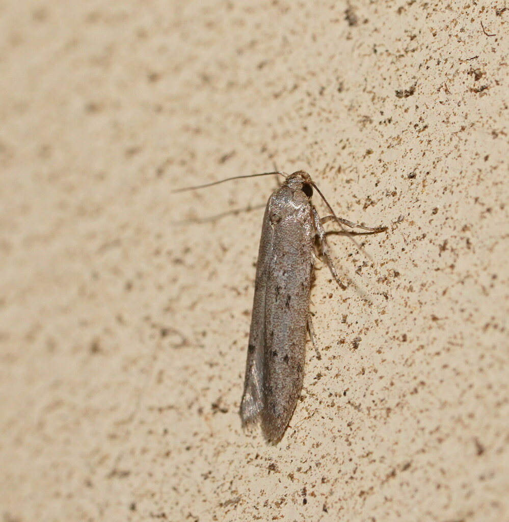 Blastobasis tarda from Monbulk VIC 3793, Australia on March 8, 2024 at ...