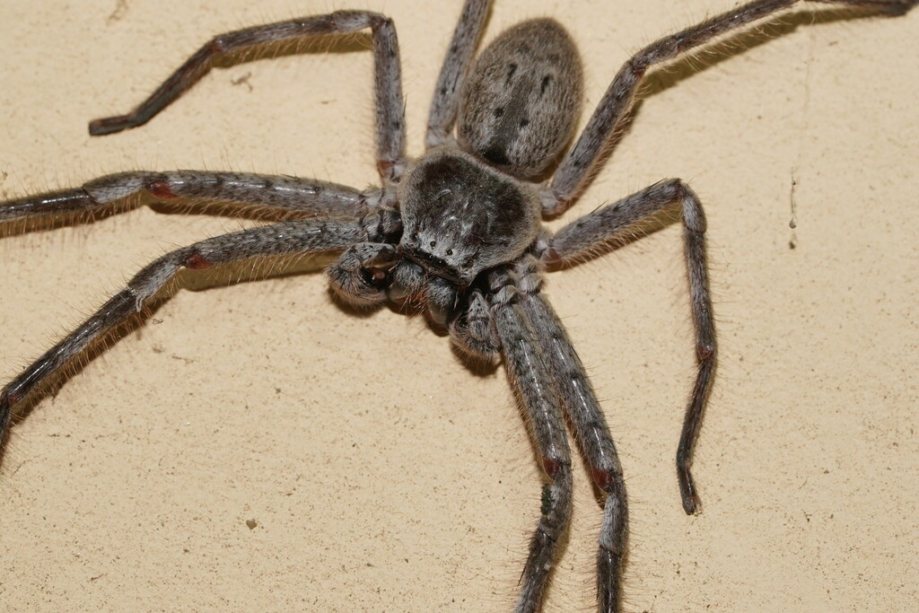 Mountain Huntsman from Monbulk VIC 3793, Australia on March 8, 2024 at ...