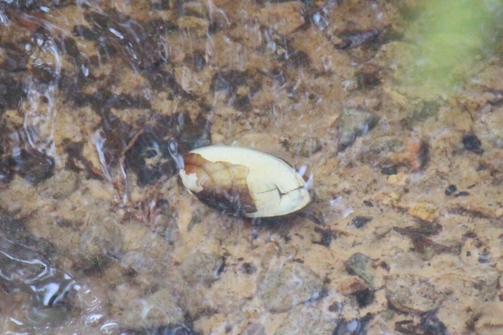 Fatmucket from Luce County, MI, USA on March 23, 2024 at 11:43 AM by ...