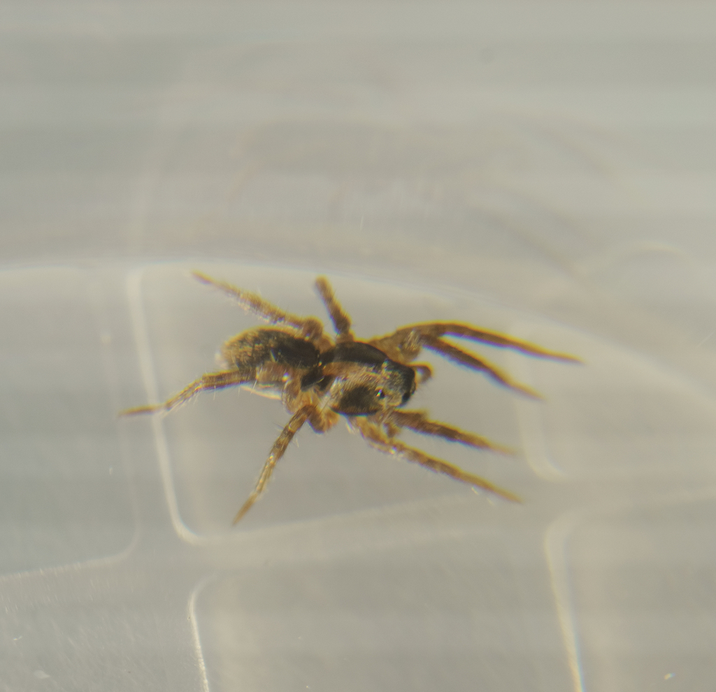 lance wolf spider from Effingham, IL 62401, USA on March 23, 2024 at 03 ...