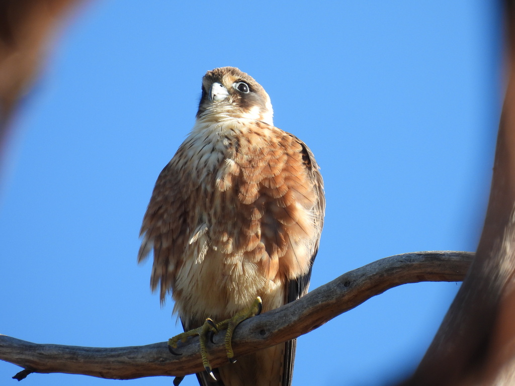 Australian Hobby from Adelaide SA, Australia on March 24, 2024 at 08:23 ...