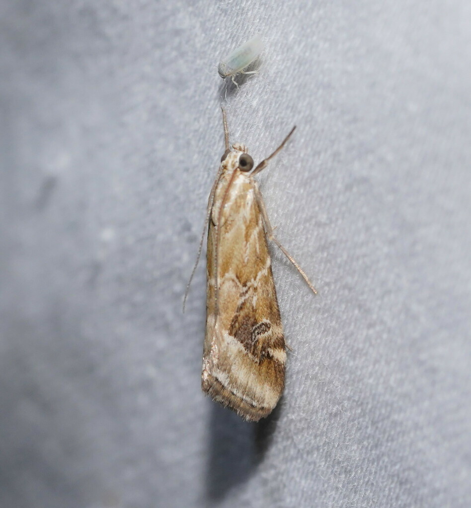 cabbage centre grub from Monbulk VIC 3793, Australia on March 8, 2024 ...