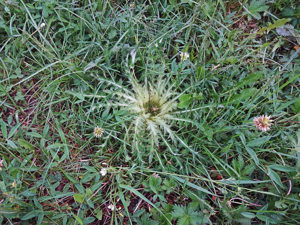 Colorado thistle from Summit County, UT, USA on July 02, 2016 at 10:49 ...