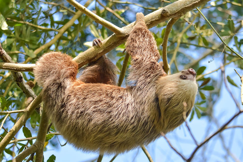 Hoffmann's Two-toed Sloth (Choloepus hoffmanni) - Know Your Mammals