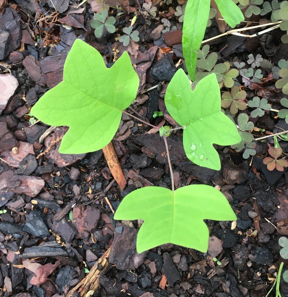 tulip tree from 6203 Arkendale Rd, Alexandria, VA, US on April 26, 2019 ...