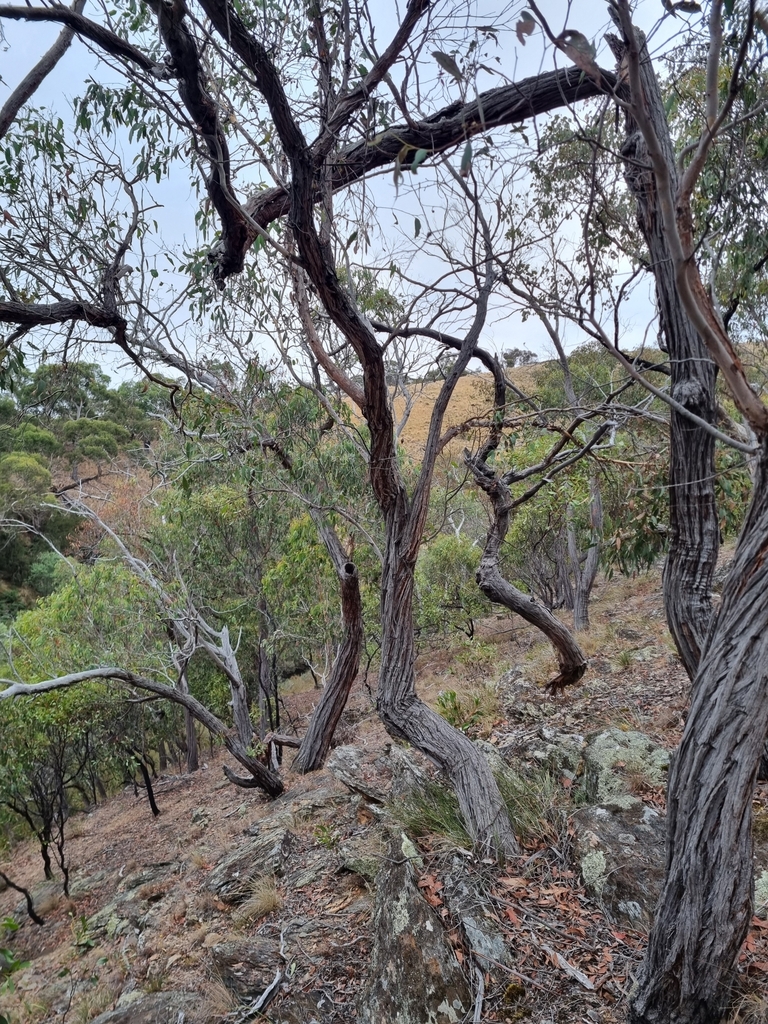 Eucalyptus macrorhyncha macrorhyncha from Golden Plains - South-East ...