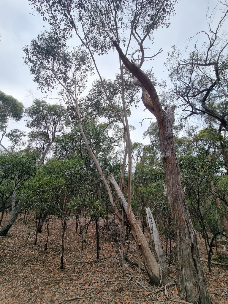 Swamp Gum from Golden Plains - South-East, AU-VI, AU on March 24, 2024 ...