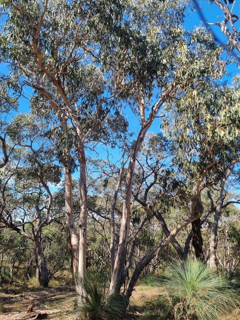 eucalyptus from Steiglitz VIC 3331, Australia on March 24, 2024 at 11: ...