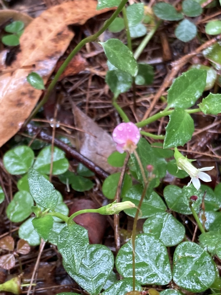 Pullenia gunnii from Coomba Park NSW 2428, Australia on December 23 ...