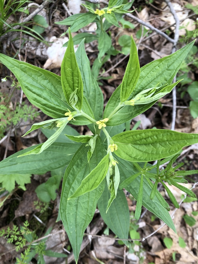 American gromwell from Buffalo National River, Marshall, AR, US on ...
