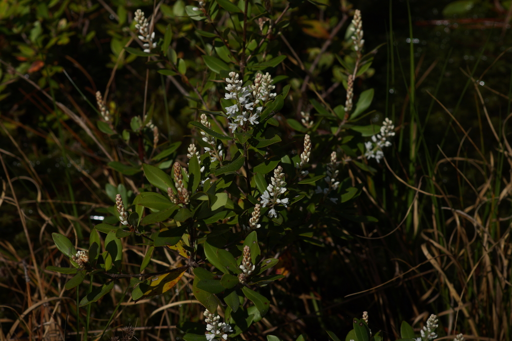 Buckwheat tree in March 2024 by Max Ramey · iNaturalist