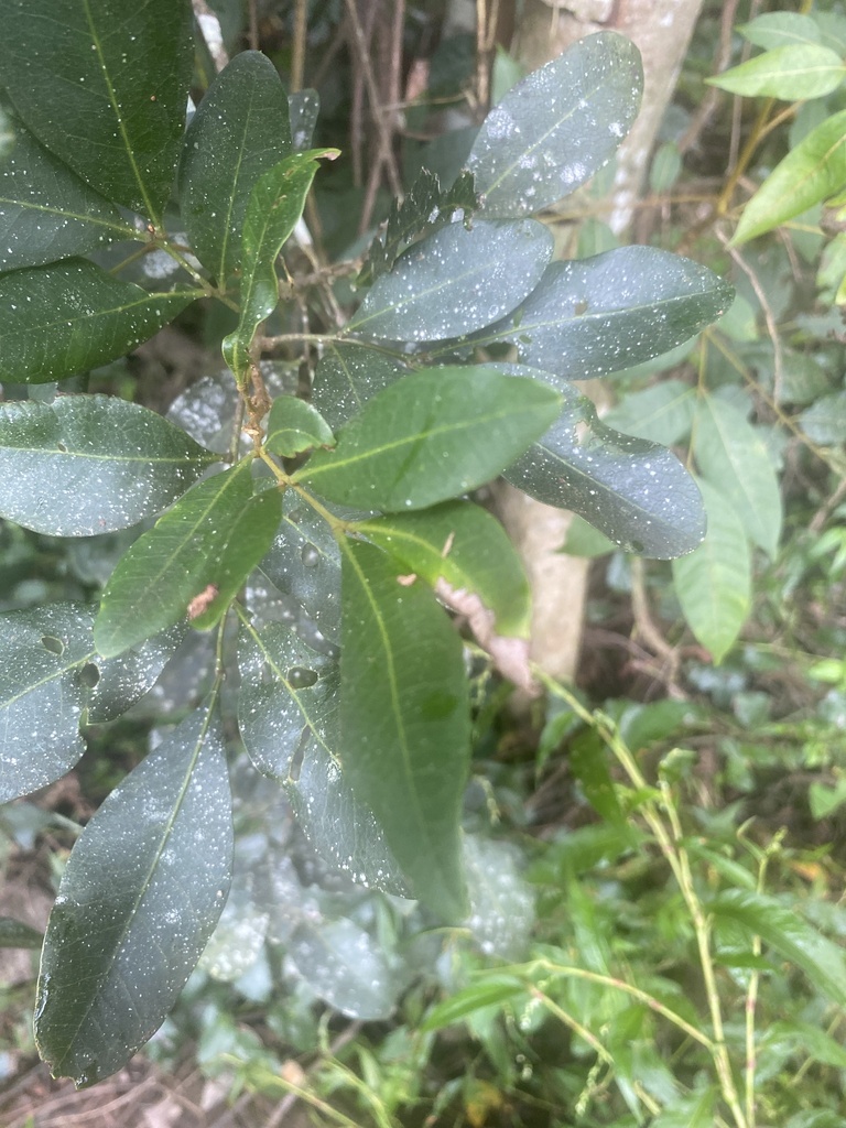 Guioa from Coramba, NSW, AU on March 24, 2024 at 12:16 PM by gary_clark ...