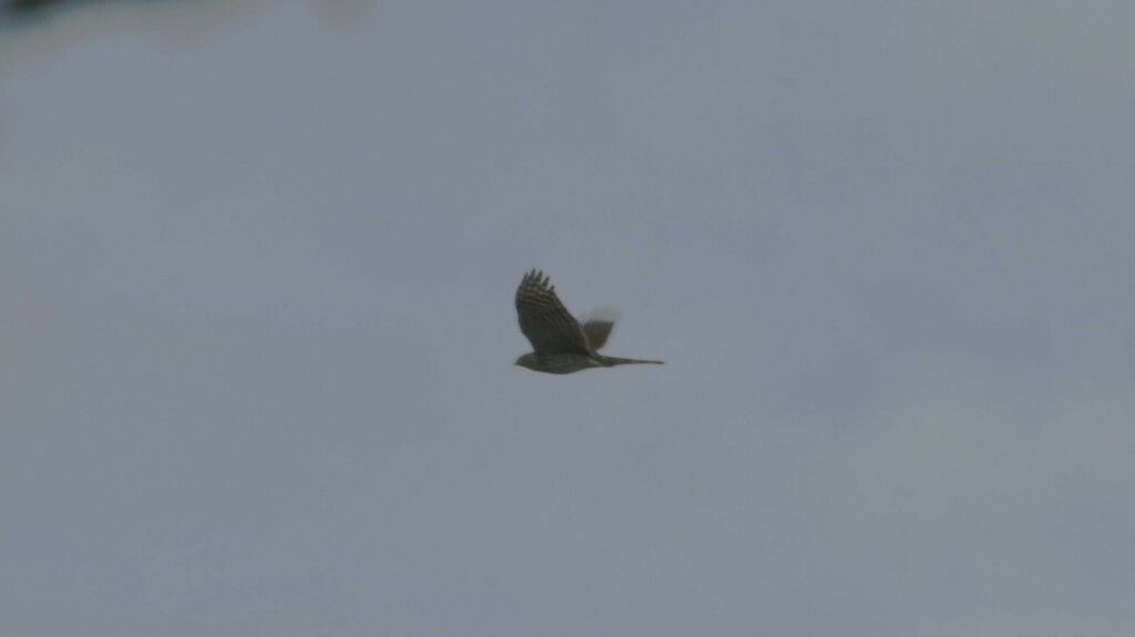 Cooper's Hawk in March 2024 by Sam Hain. Merlin repeatedly detected ...