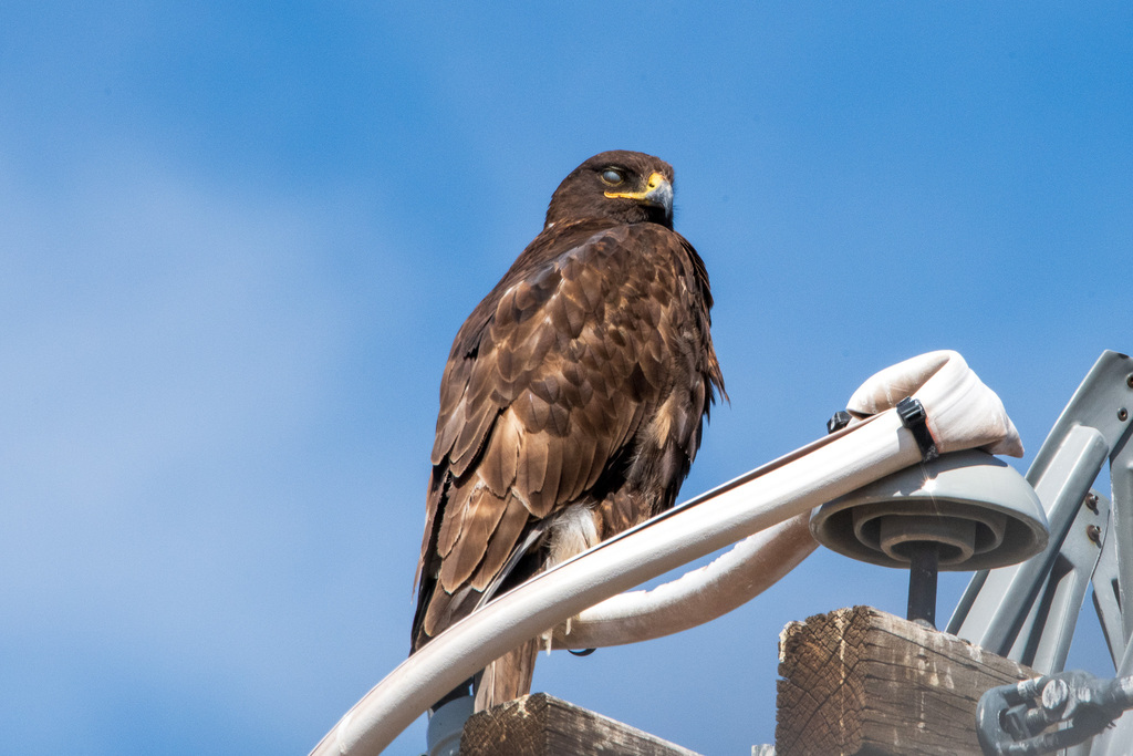 Ferruginous Hawk from Adams County, CO, USA on March 23, 2024 at 11:06 ...