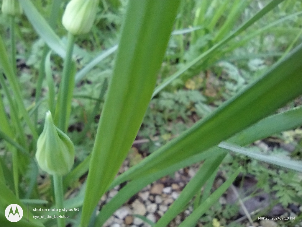 Canadian Meadow garlic in March 2024 by Lady Catrina · iNaturalist