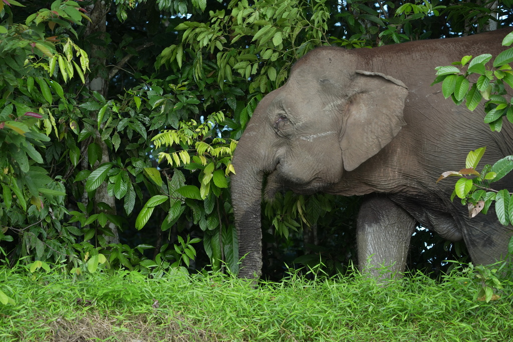 Bornean Elephant in February 2024 by ritaya · iNaturalist