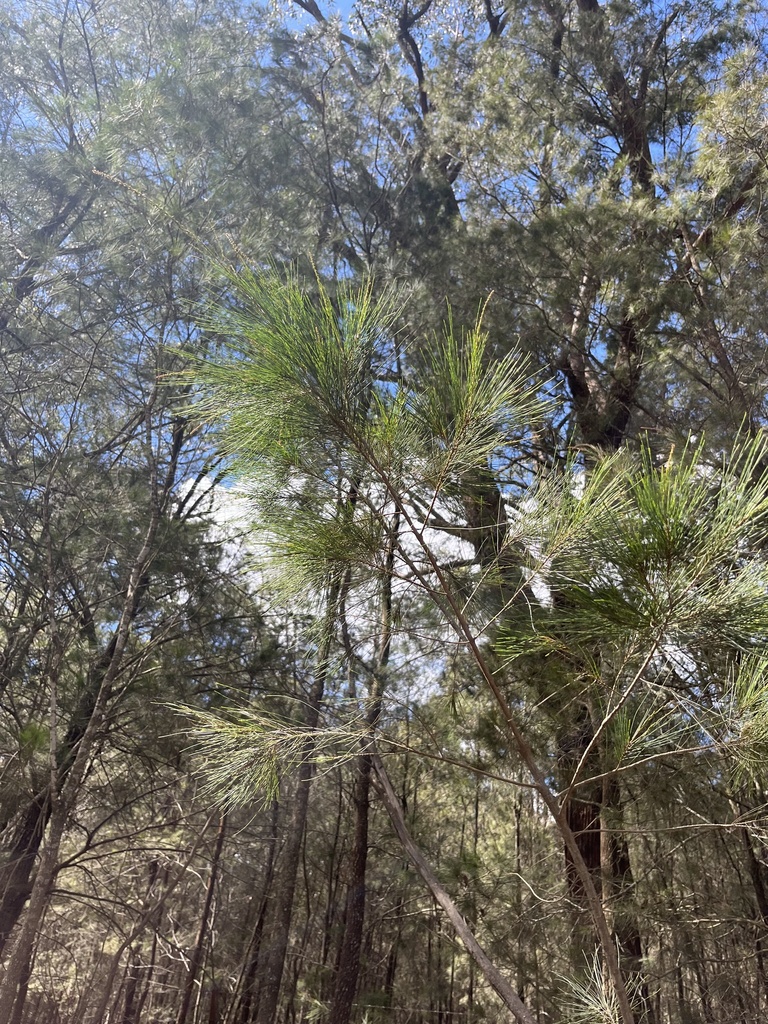 Swamp sheoak from Sir Joseph Banks Park, Botany, NSW, AU on March 24 ...