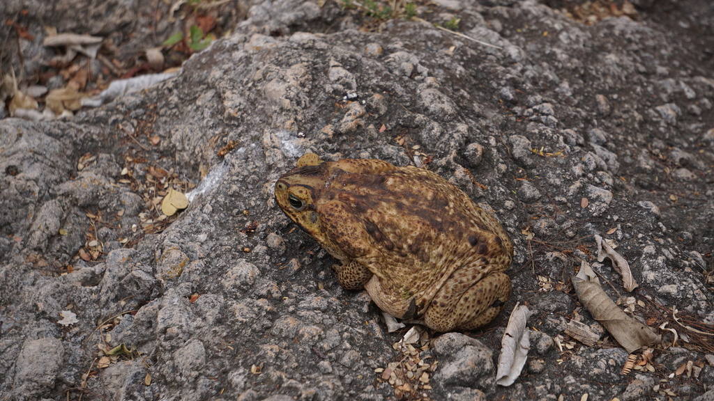 Giant Toad from Rosario, Sin., México on March 23, 2024 at 08:03 AM by ...