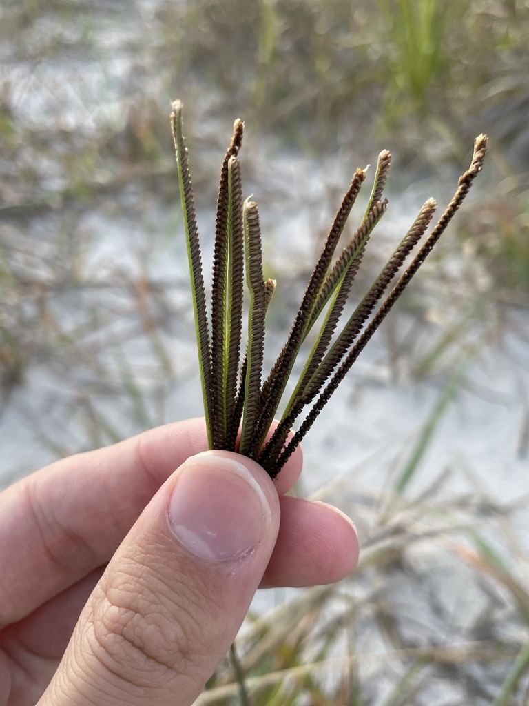 Pinewoods Fingergrass from Sand Key, Madeira Beach, FL, US on March 23 ...