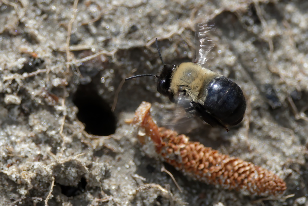 Blueberry Digger Bee from Jackson County, MS, USA on March 23, 2024 at ...