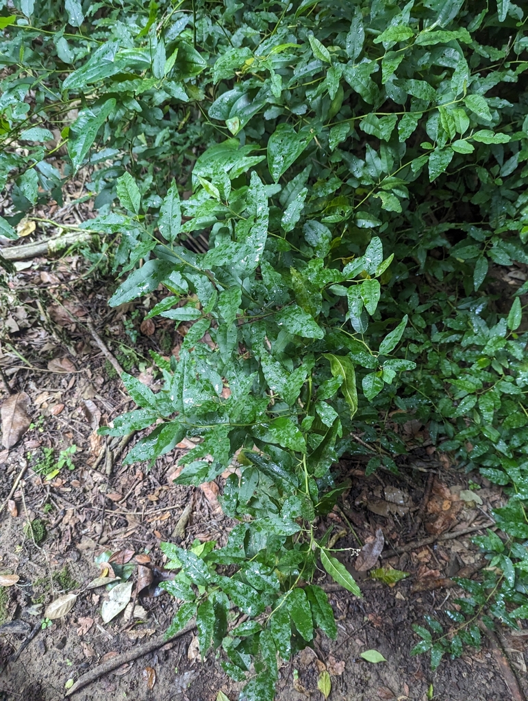 Monococcus echinophorus from Caboolture - Hinterland, AU-QL, AU on ...