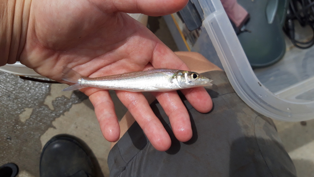 Northern Whiting from Townsville Recreational Boat Park, QLD, Australia ...