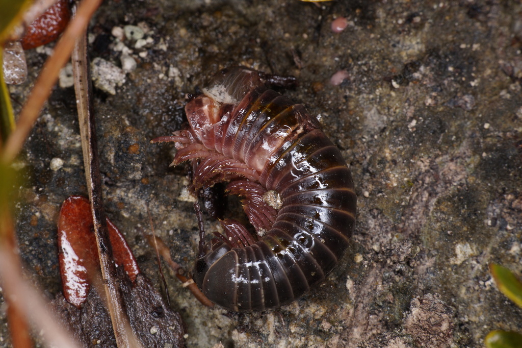 Florida Ivory Millipede from Big Pine Key, FL 33043, USA on March 22 ...