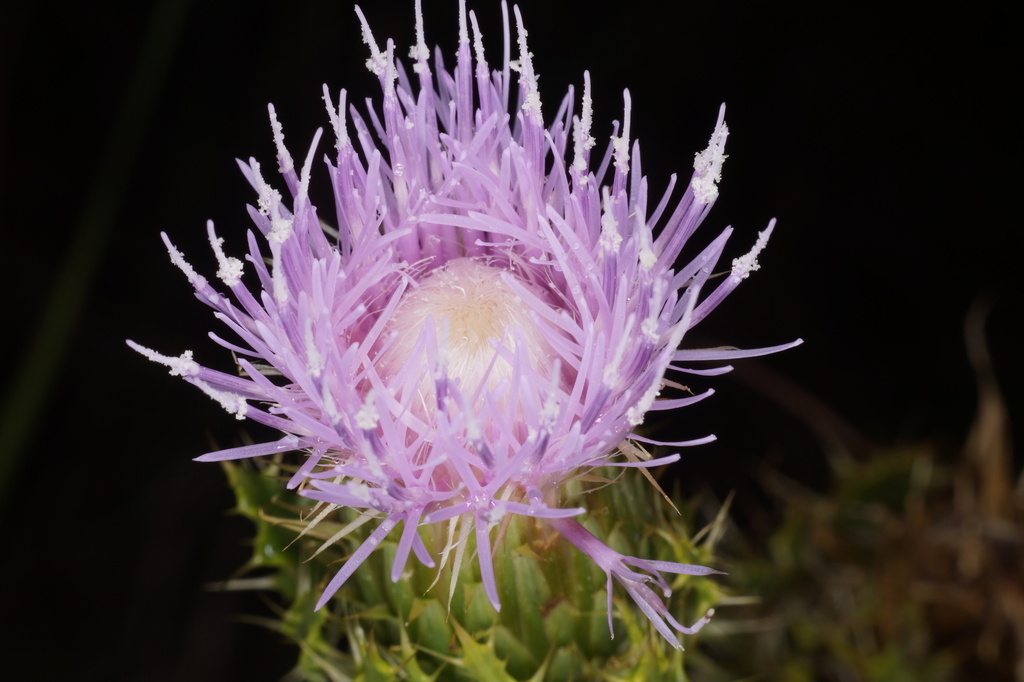 bristle thistle from Big Pine Key, FL 33043, USA on March 22, 2024 at ...