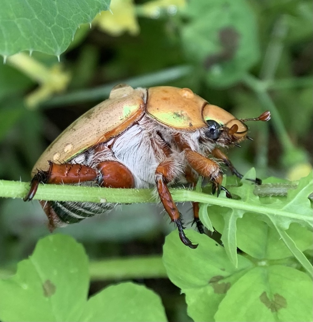 Anoplognathus montanus from Brumby St, Cherry Gardens, SA, AU on ...