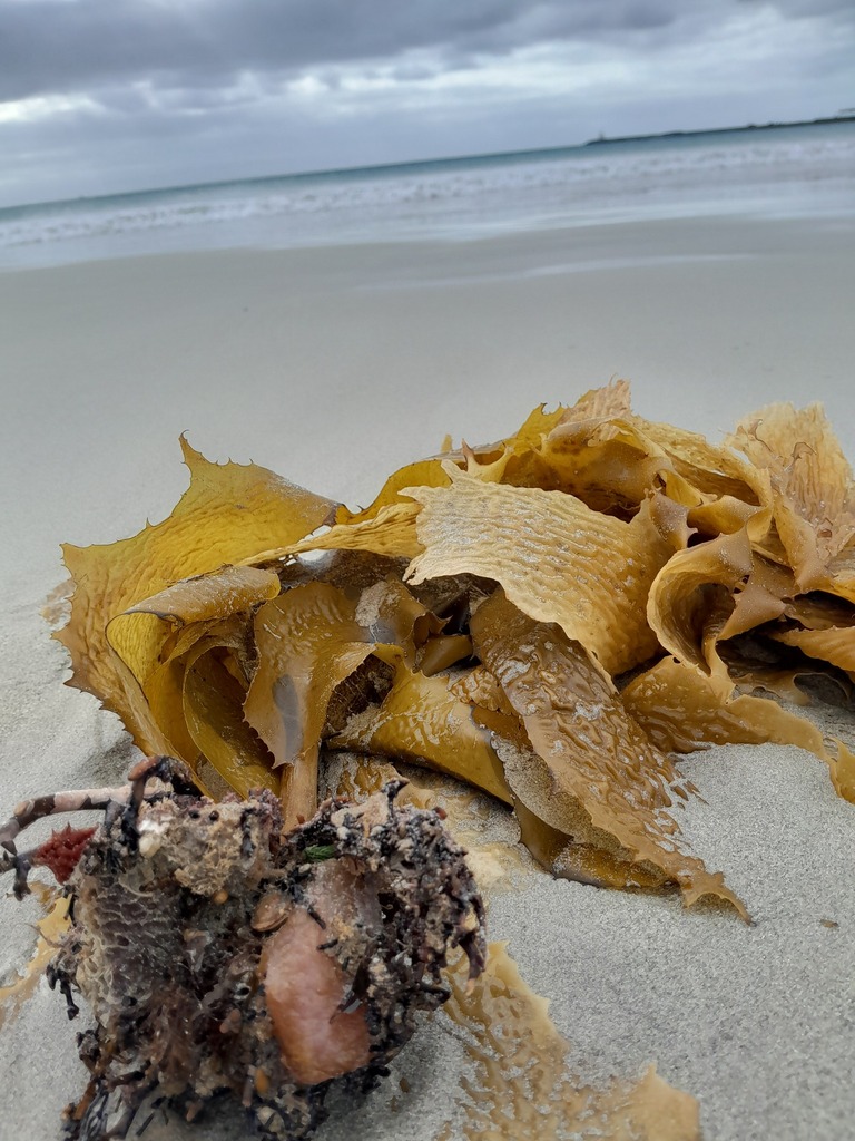 Common Kelp from Portland VIC 3305, Australia on March 24, 2024 at 10: ...