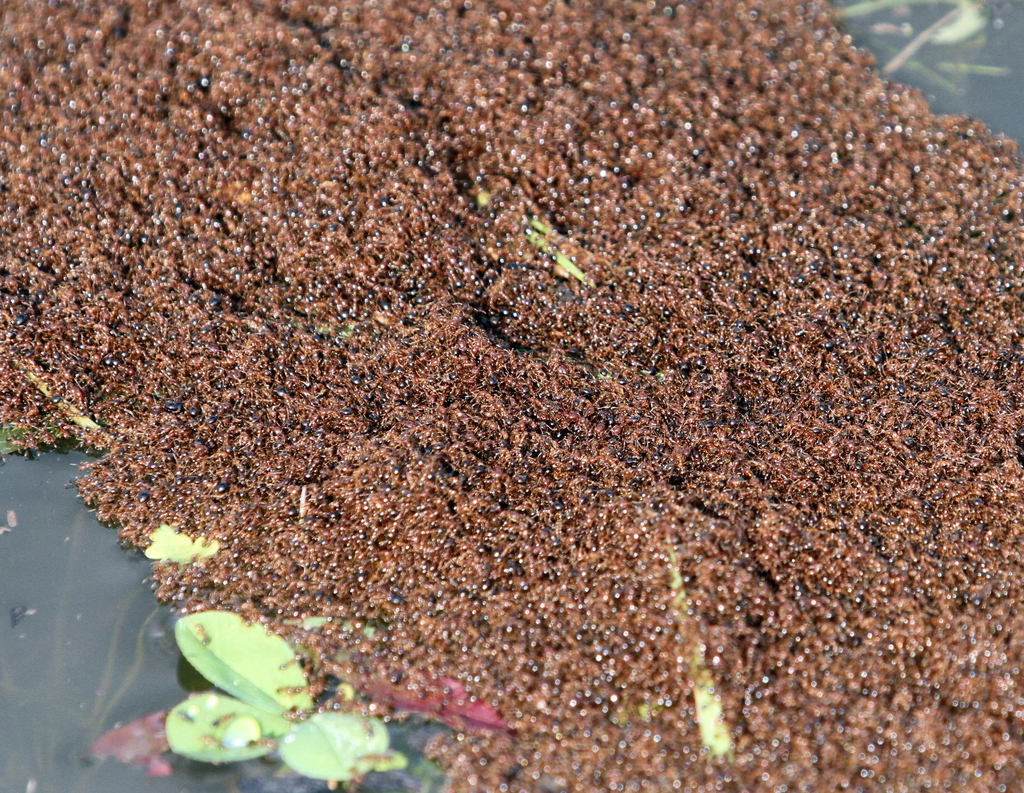 Red Imported Fire Ant from Smith County, TX, USA on March 23, 2024 at ...