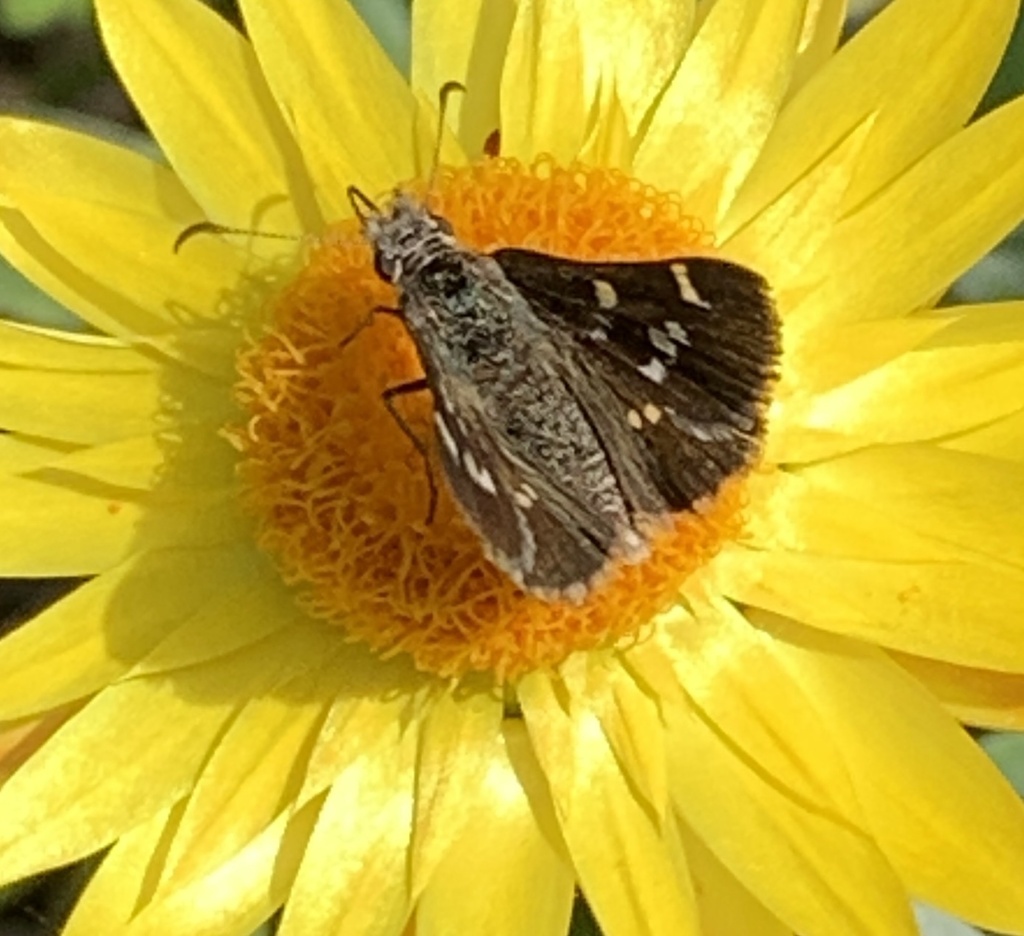 Two-spotted Grass-skipper from Thornhill Cl, Black Range, NSW, AU on ...
