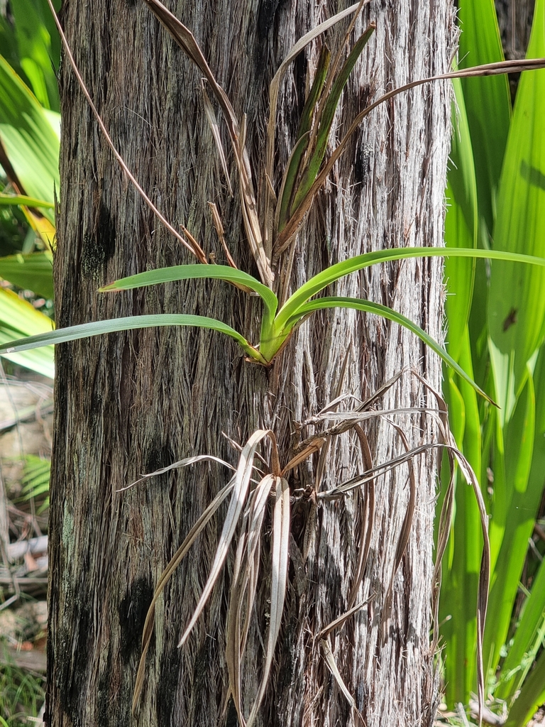 Snake Orchid from Cataract NSW 2560, Australia on March 24, 2024 at 01: ...