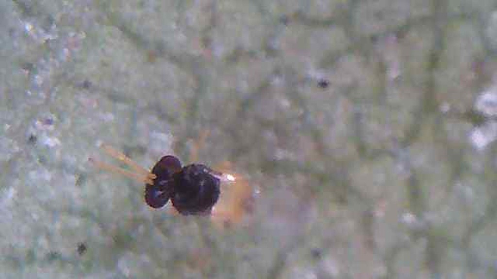 Encarsia inaron from Auckland, New Zealand on March 24, 2024 at 01:39 ...