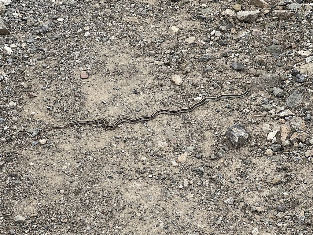 Western Patch-nosed Snake from Saguaro National Park, Tucson, AZ, US on ...